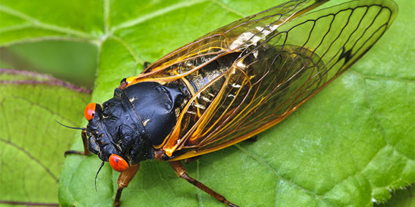 Thirteen Ways of Hearing a Cicada (a poem) – Andy writes!